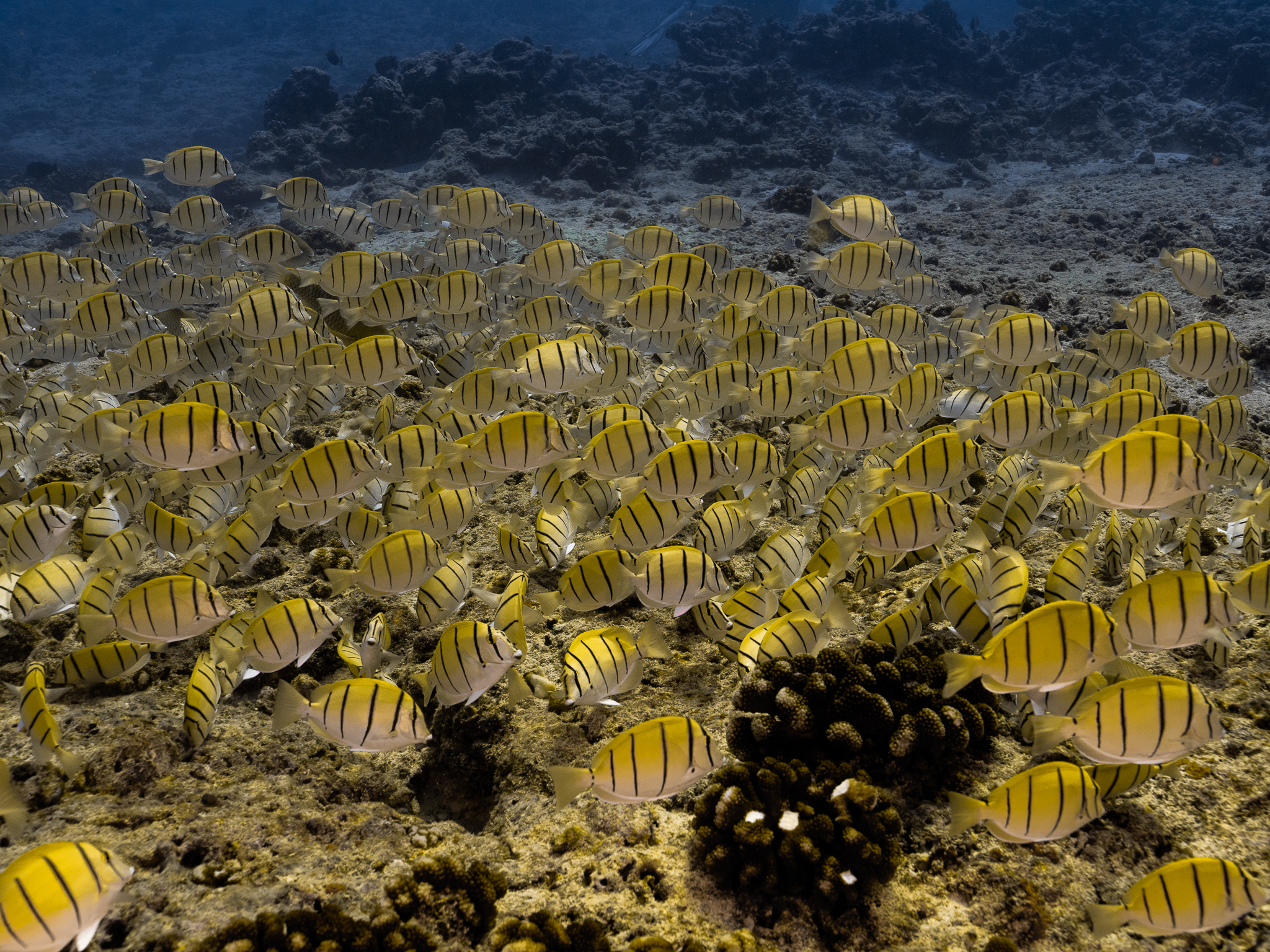 Banc de poissons | Antoine Barbe