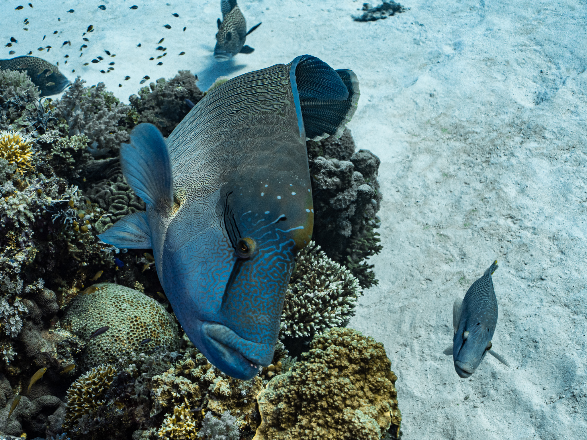 Poisson – Antoine Barbe