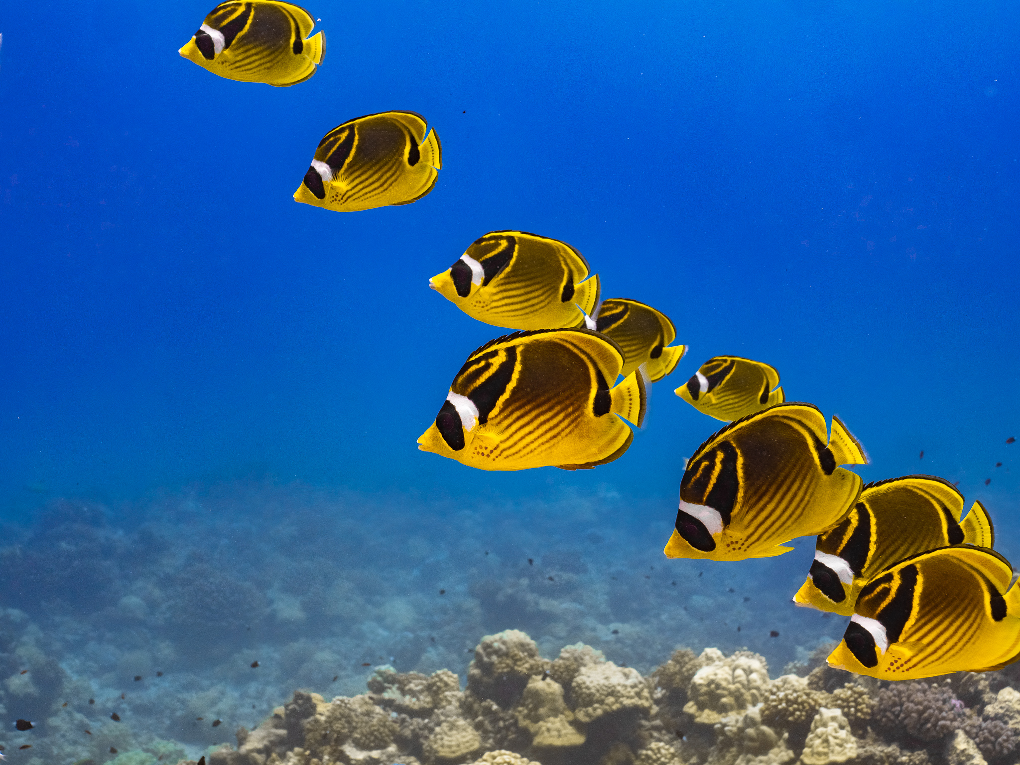 Poisson | Antoine Barbe