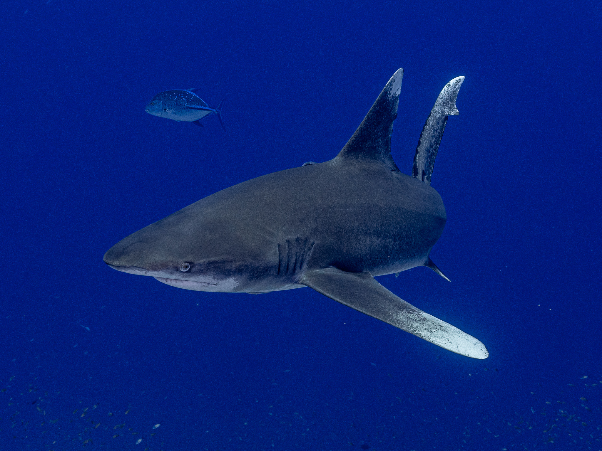 Requin | Antoine Barbe